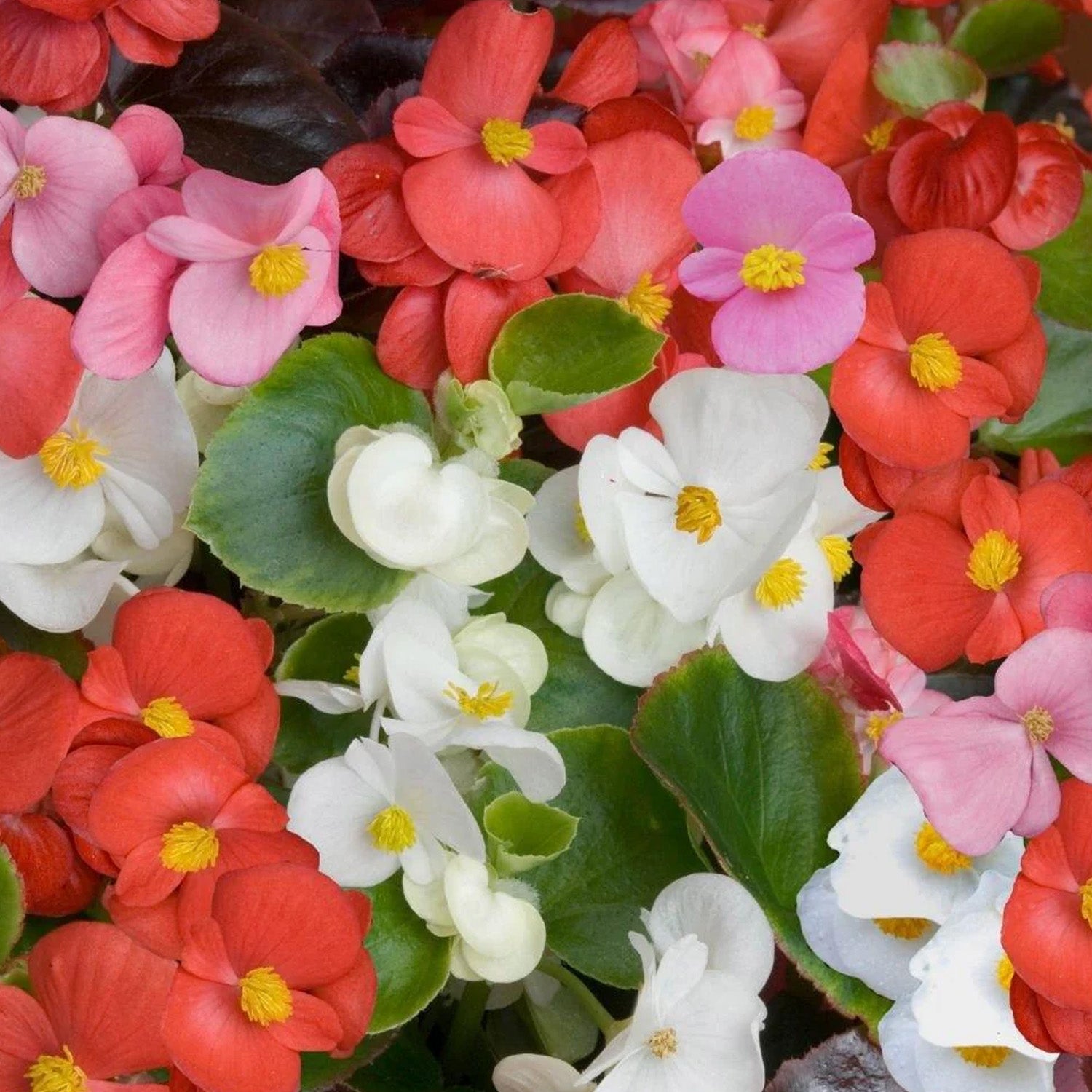 Begonia – semperflorens Sprint PLUS Maxi Series (GL) F1 — Anandi Green's