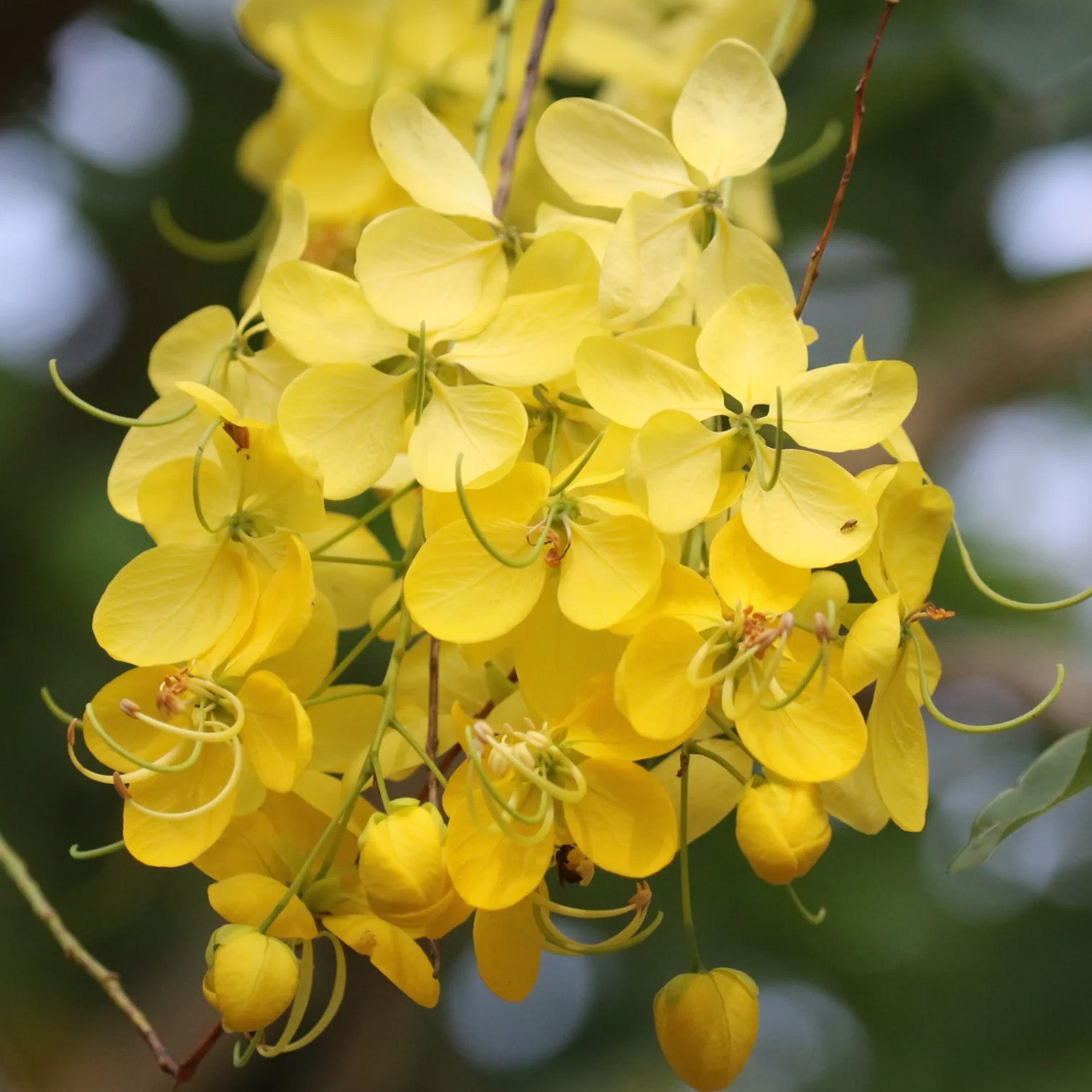 Cassia Fistula Seeds | Golden Shower Tree (Amaltas) Seeds — Anandi Green's