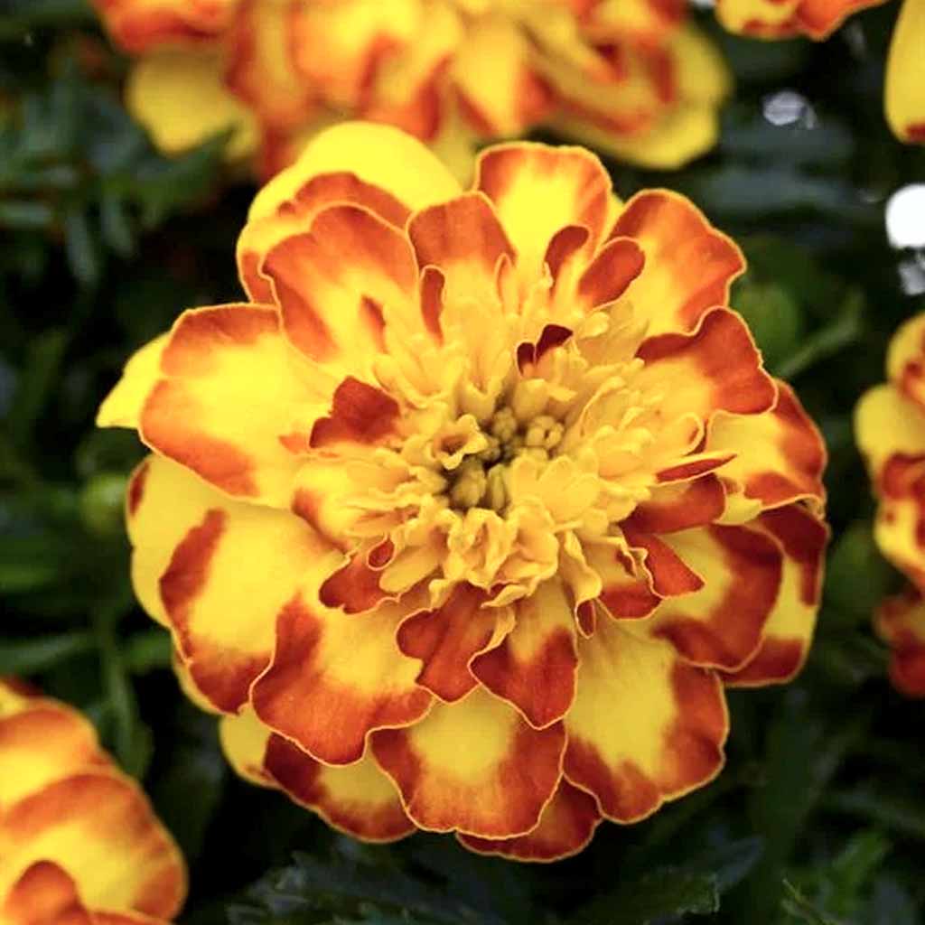 Marigold – French Flamenco F1 | Vibrant French Marigold Seeds — Anandi ...
