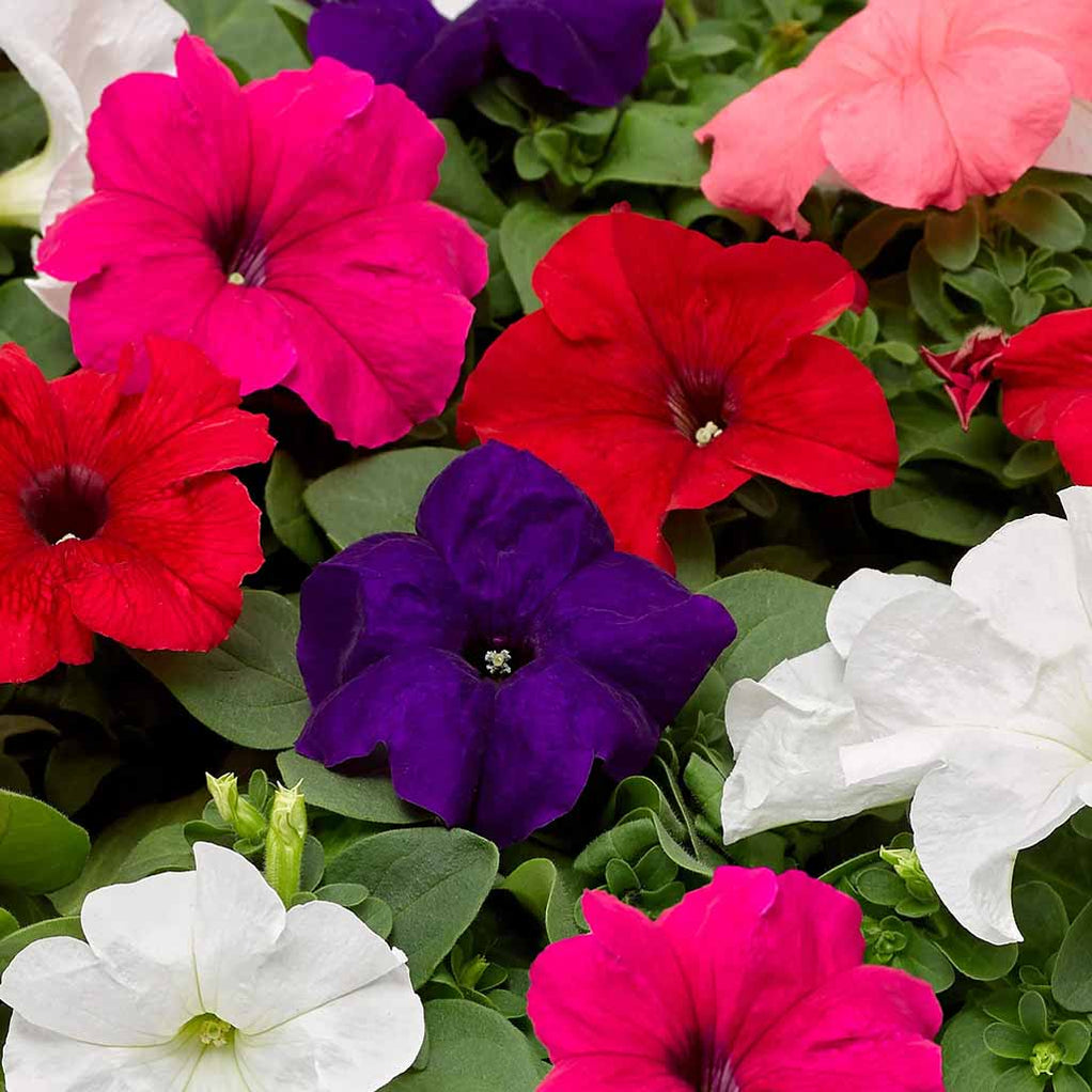 Petunia – Grandiflora Falcon (Raw) Mix F1 | Large-Flower Hybrid ...