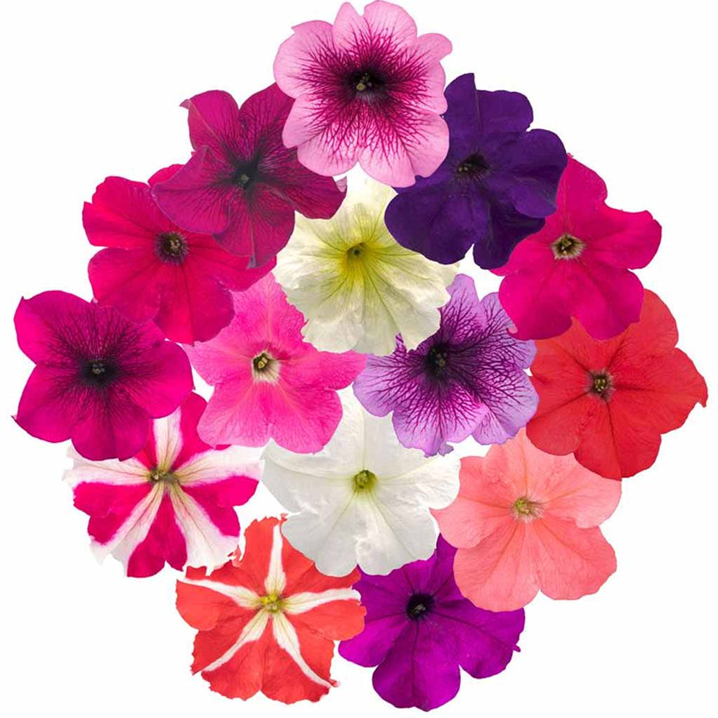 Petunia – Grandiflora Success 360 Series F1 — Anandi Green's