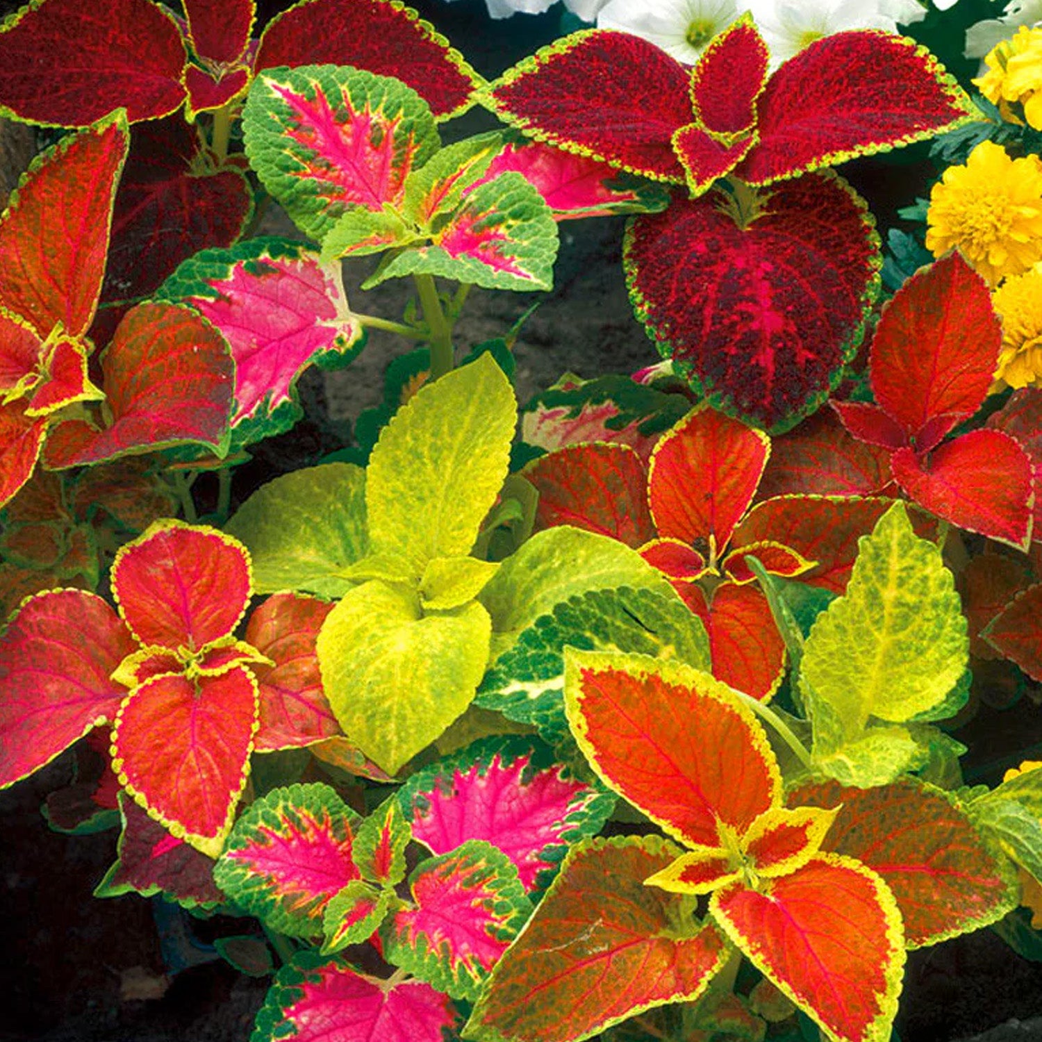 Coleus – Wizard Series F1 – F1 Flower Seeds by Anandi Greens — Anandi ...