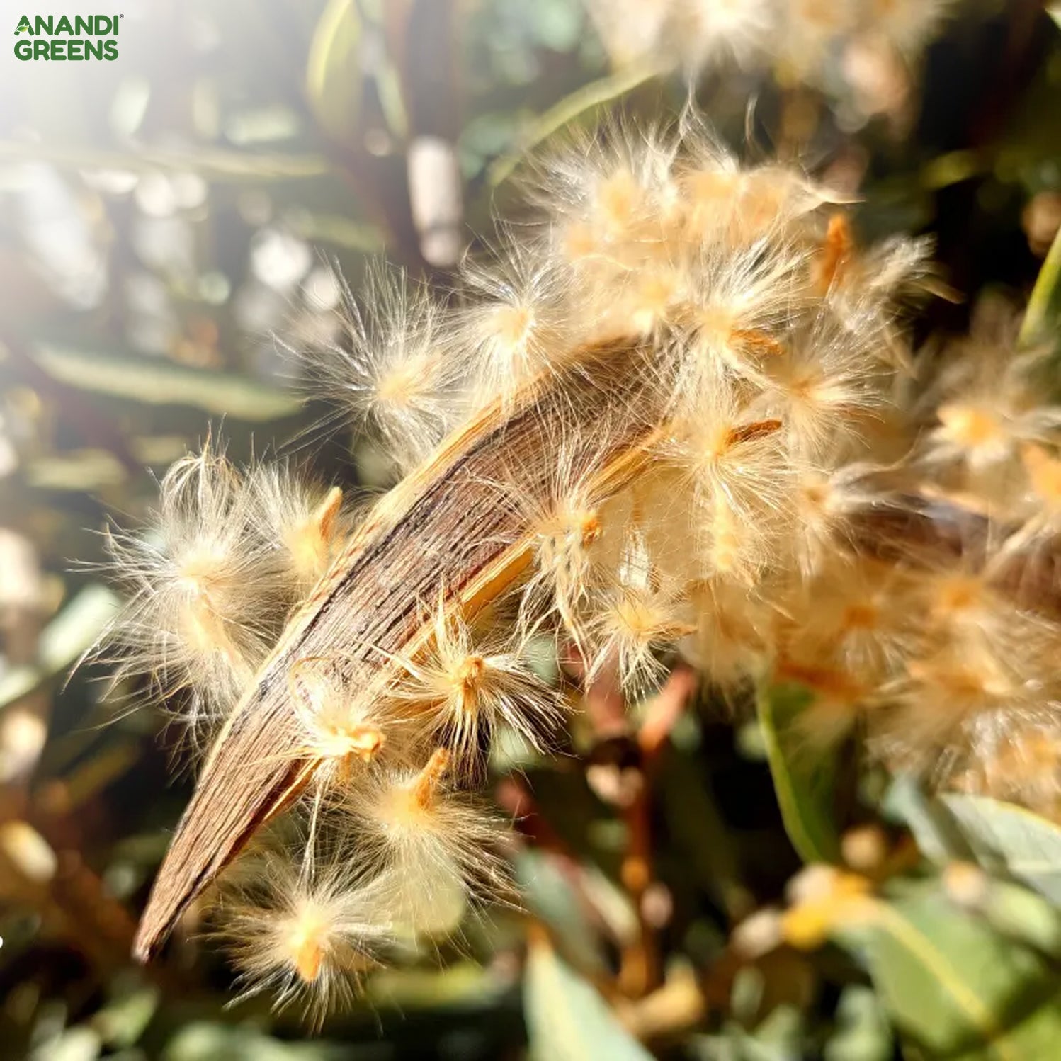 Red Kaner Plant (Nerium Oleander) Plant | Beautiful Flowering — Anandi ...