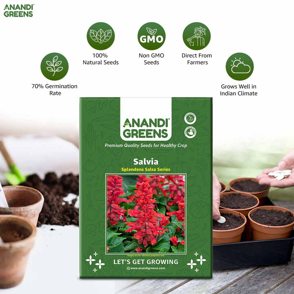 Salvia – splendens Salsa Series F1 | Compact Scarlet Sage Flower ...