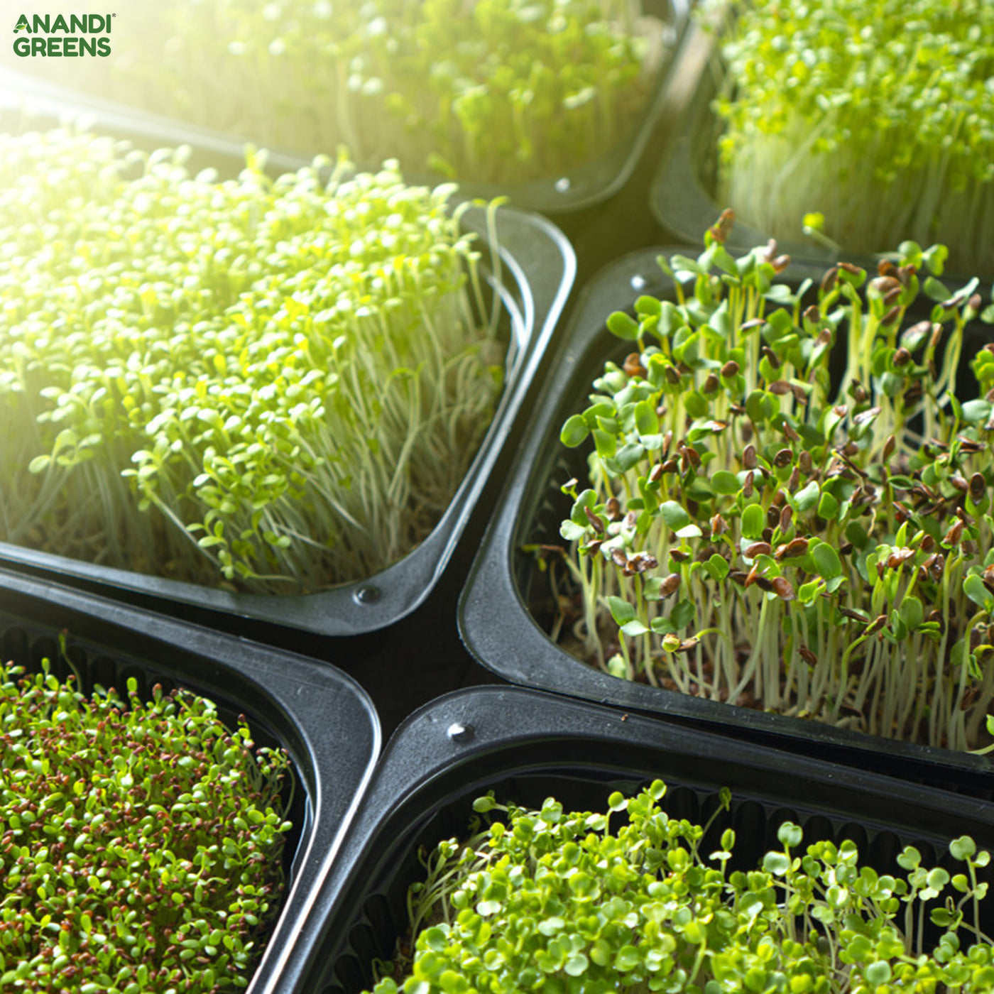 Buy Basil Dark Opal Purple Basil Microgreen Seeds — Anandi Green's