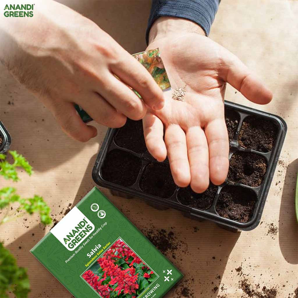 Salvia – splendens Salsa Series F1 | Compact Scarlet Sage Flower ...