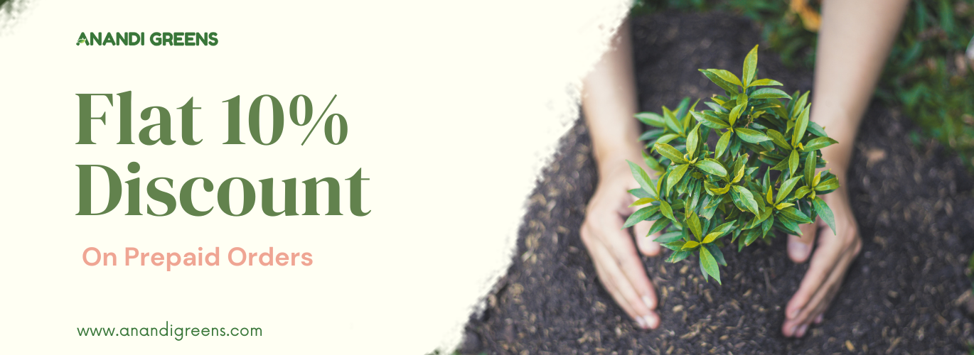 Anandi Green's#N# – Anandi Green's