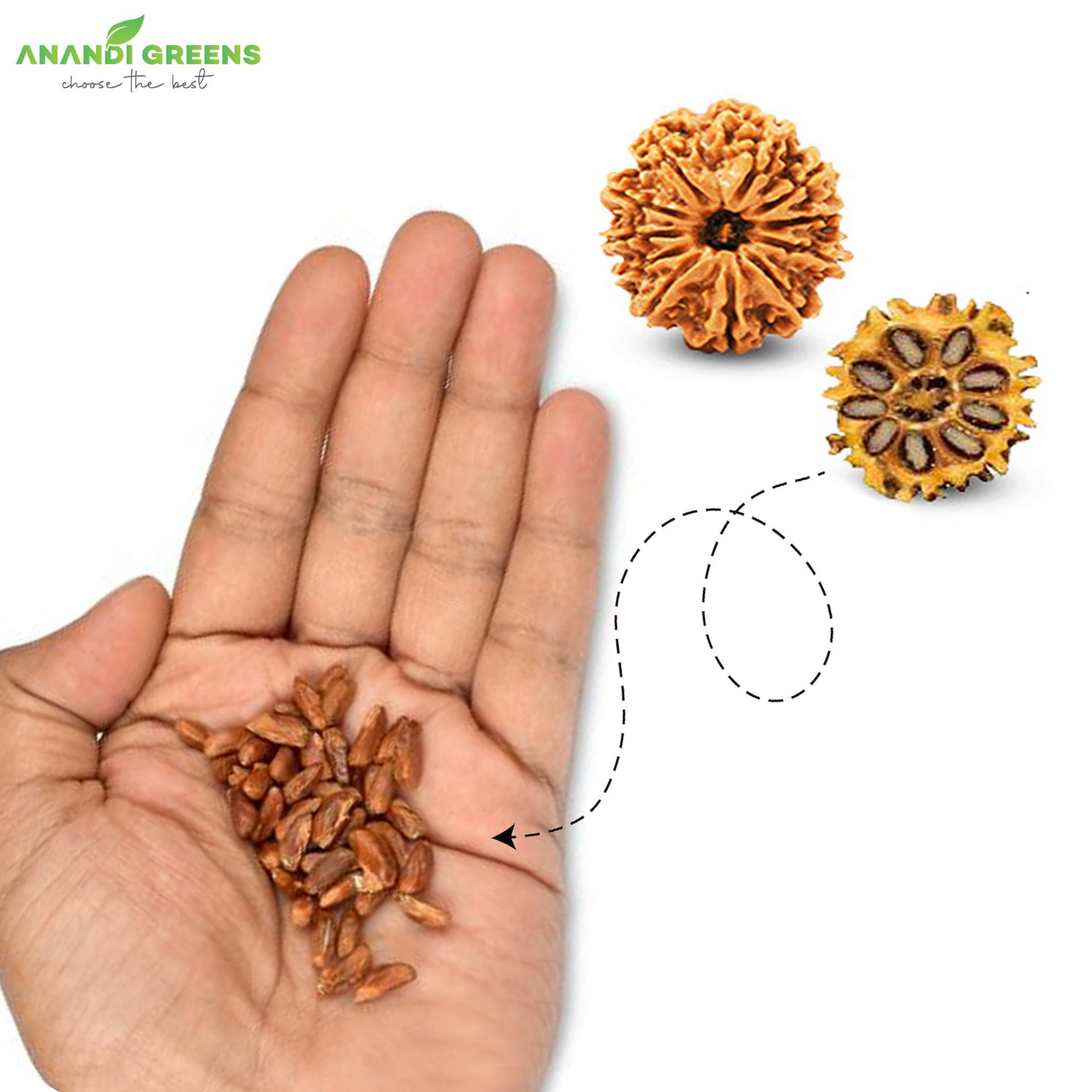 Buy Forest Tree Seeds Online – High Quality Seeds for Plantation ...